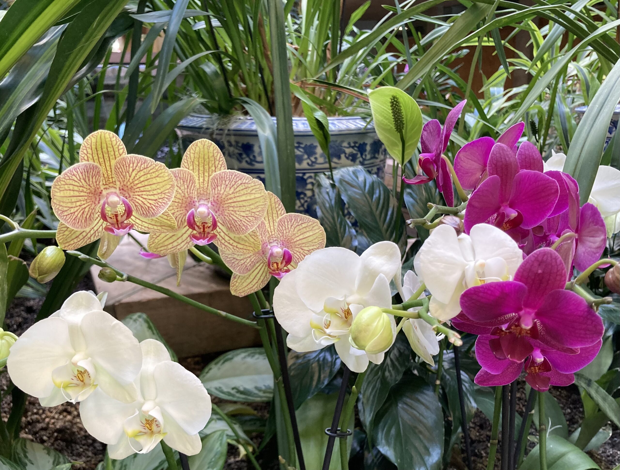 February in Denver – What to Do and See - Essential Denver